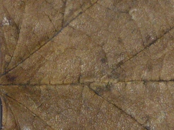 texture 0070 - Texturelib